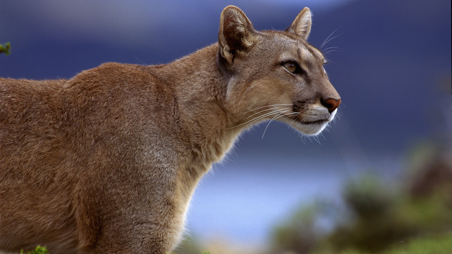 TIERWELT Live | Südamerikas Naturwunder