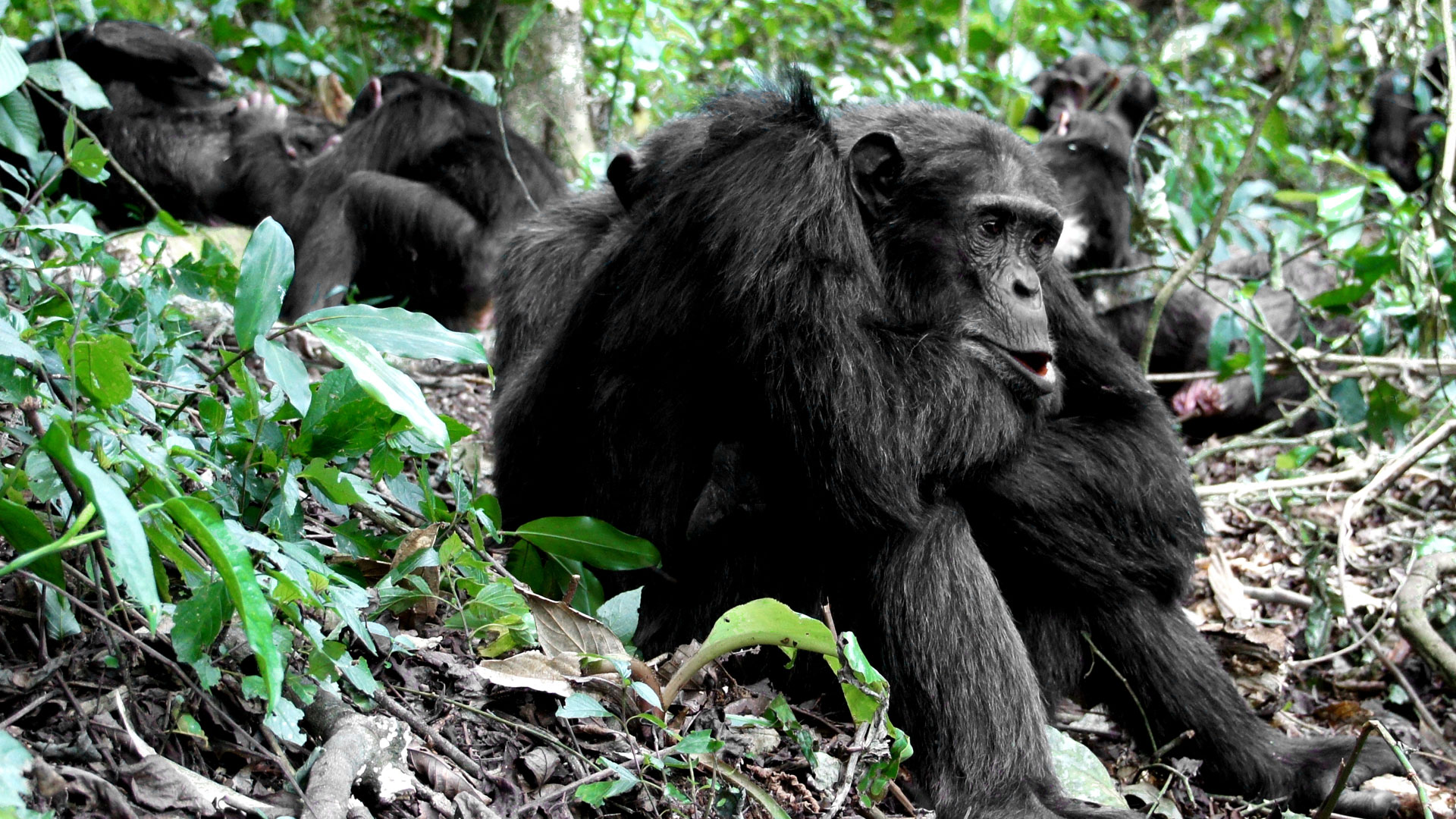 TIERWELT Live | Die Affenbande