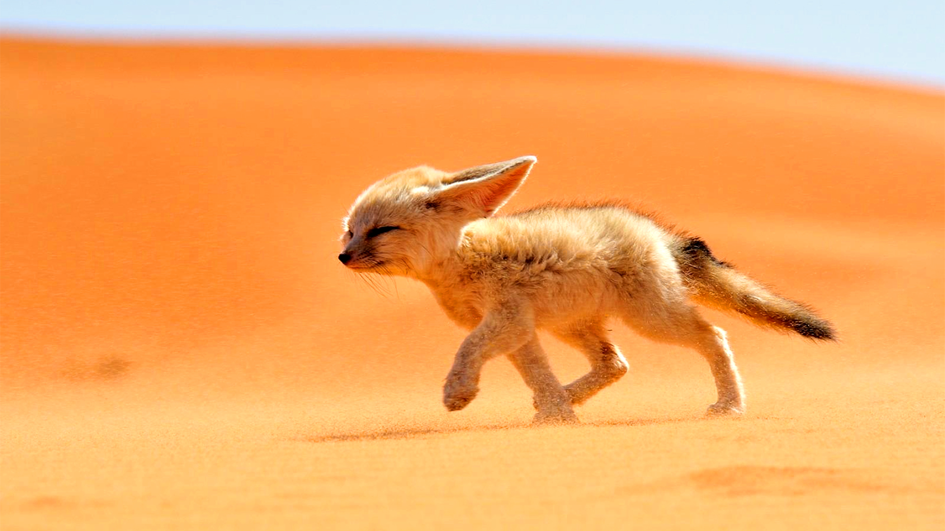 TIERWELT Live | Wildhund, Fuchs und Fennek