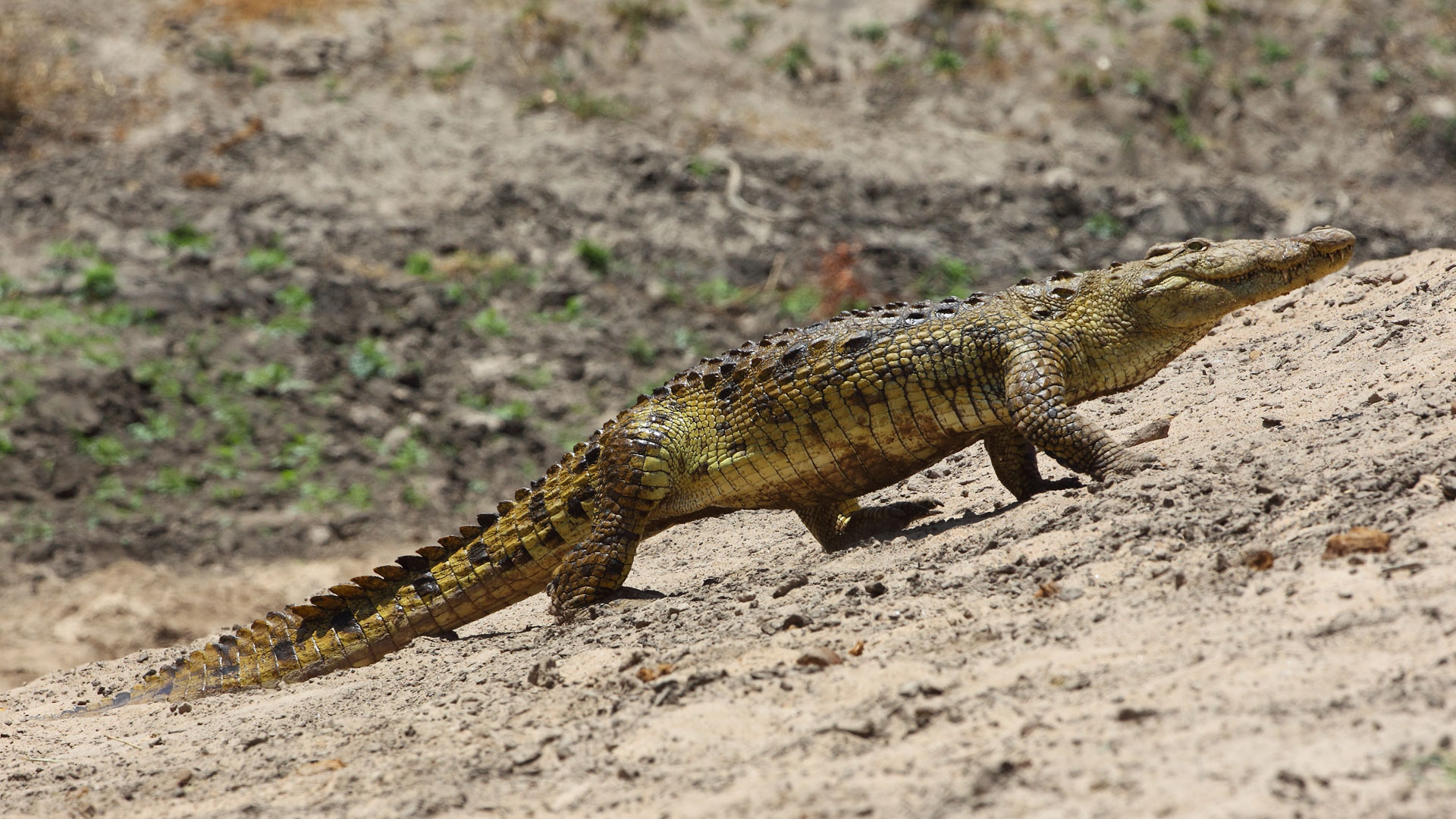 TIERWELT Live | Herrschaft der Echsen