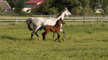 TIERWELT Live | Pferde! Folge 11