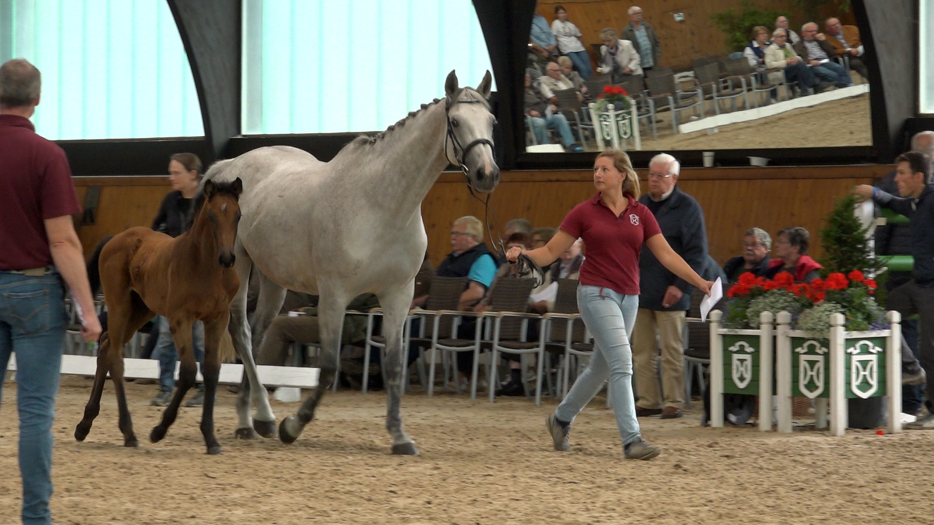 TIERWELT Live | Pferde! Folge 12