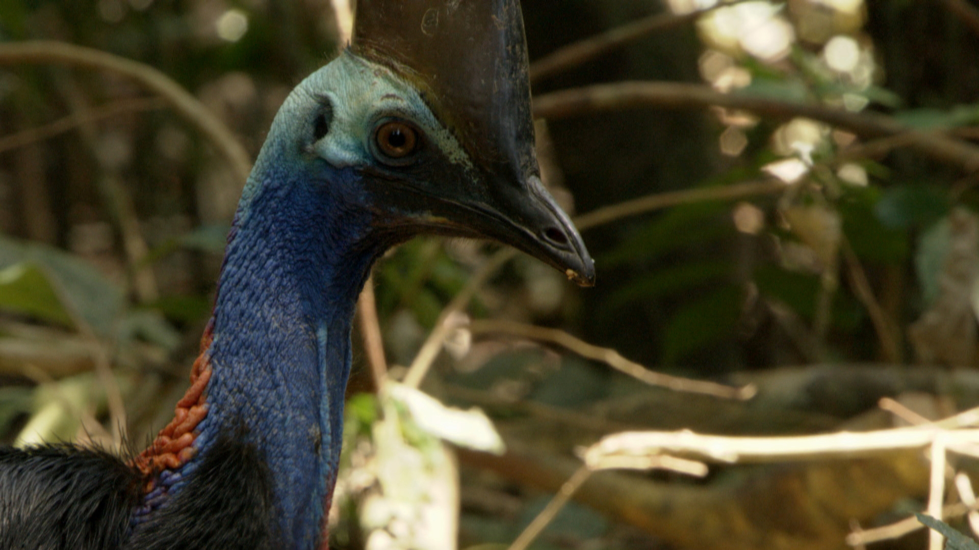 TIERWELT Live | Helmkasuare