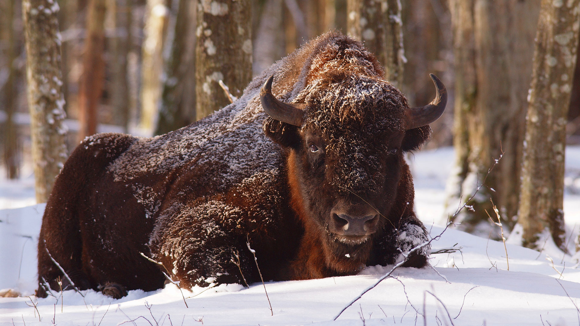 Tierwelt Live