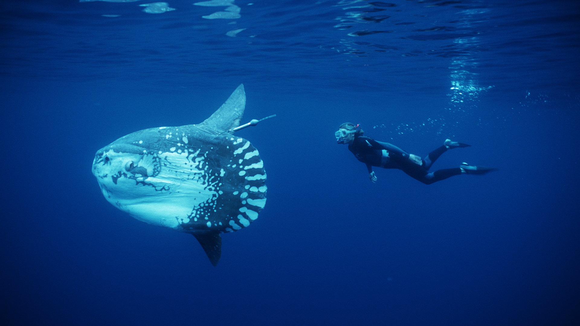 TIERWELT Live | Mondfische