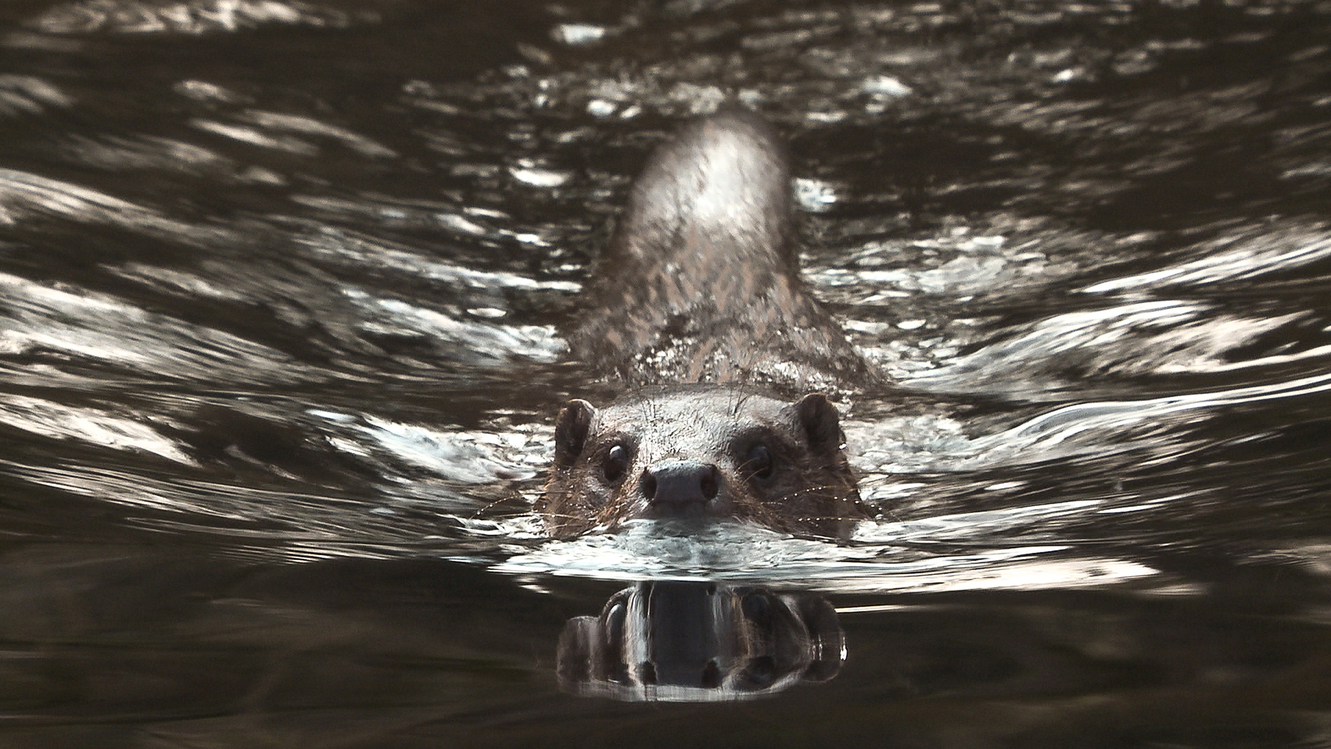 TIERWELT Live | Fisch zum Frühstück