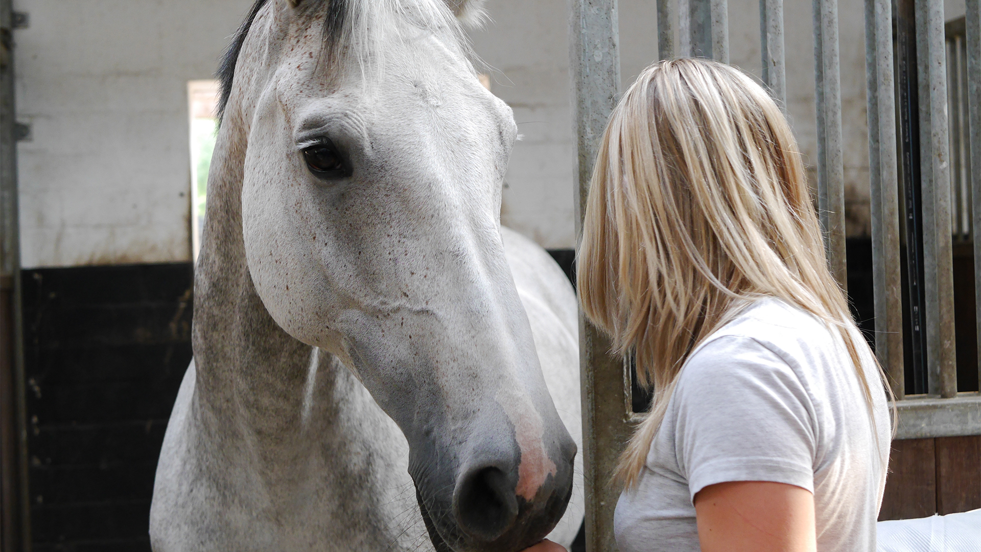 TIERWELT Live | Pferde! Folge 01