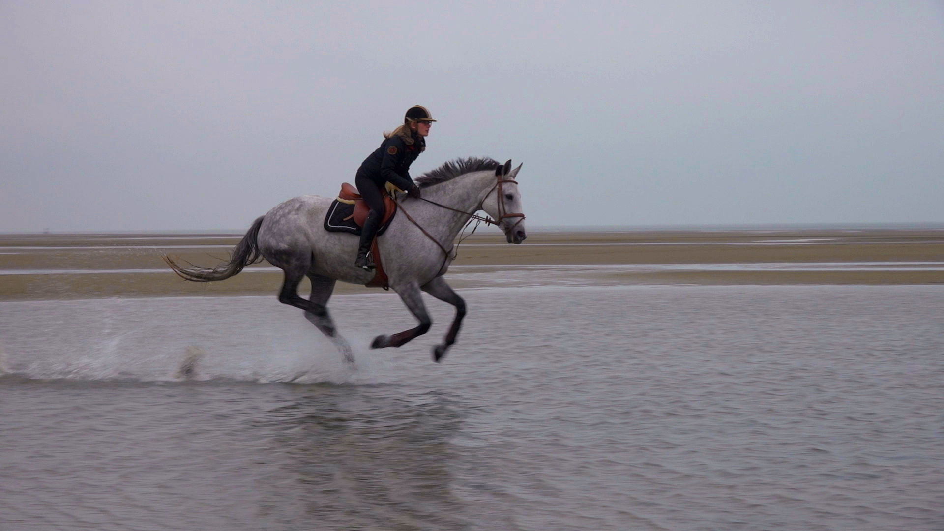 TIERWELT Live | Pferde! Folge 07