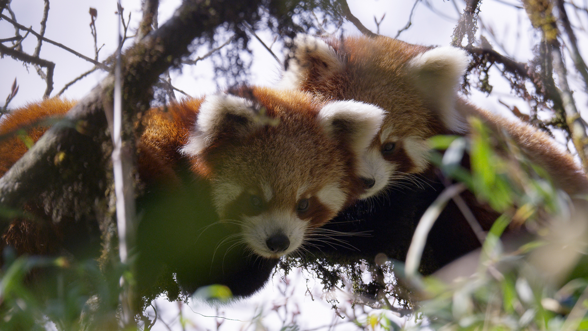 TIERWELT Live | Rote Pandas in Nepal