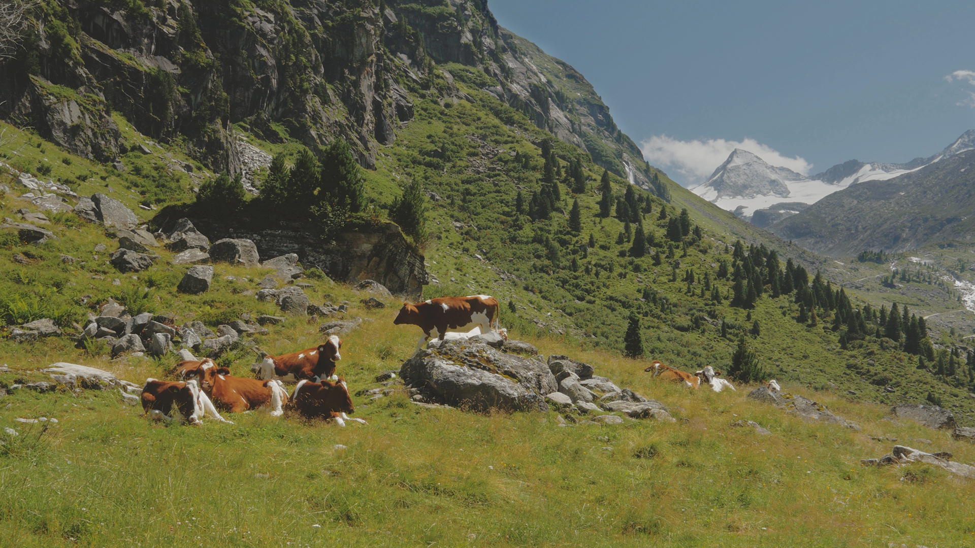 TIERWELT Live | Almkühe