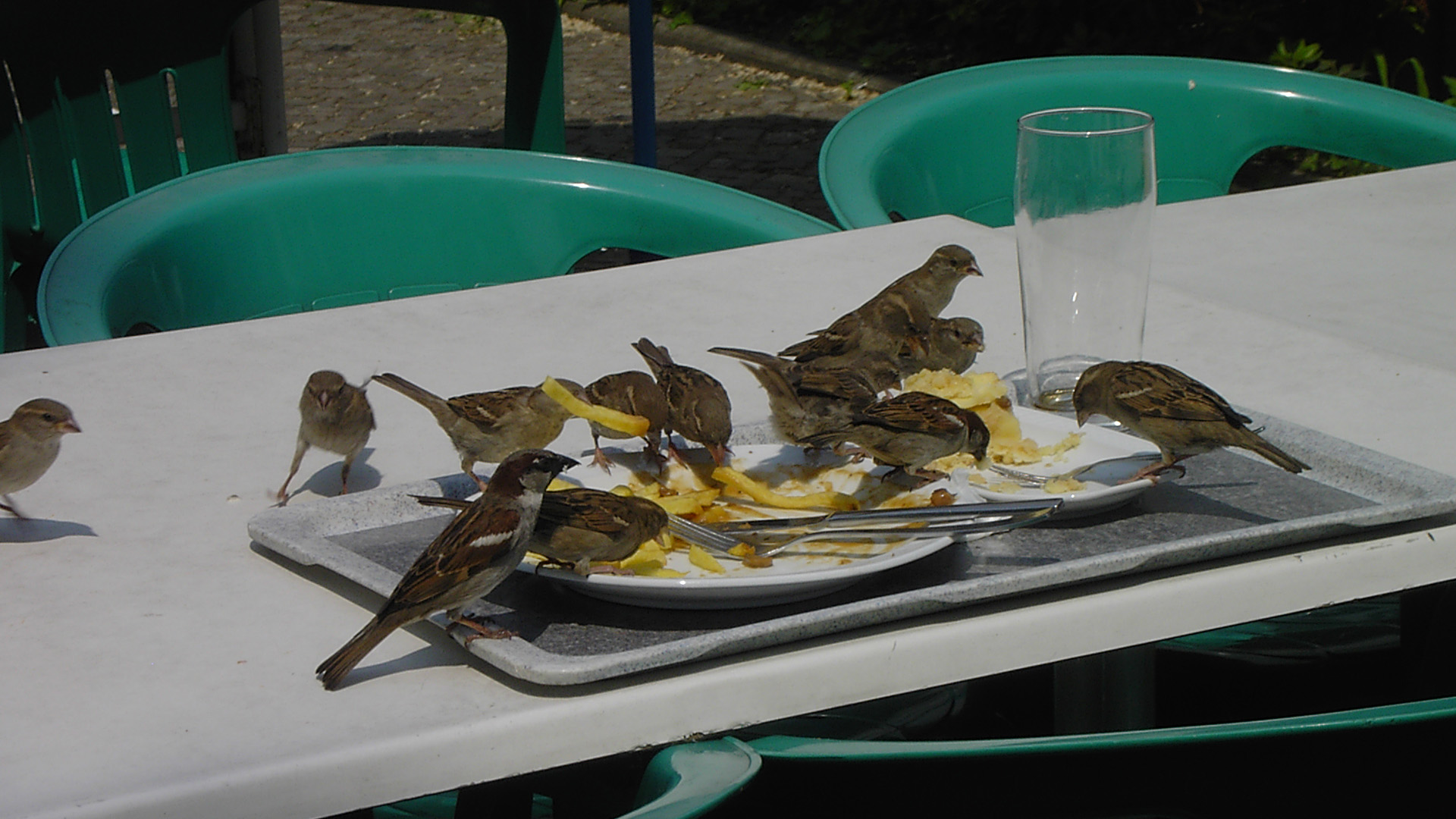 TIERWELT Live | Die frechen Spatzen von Berlin