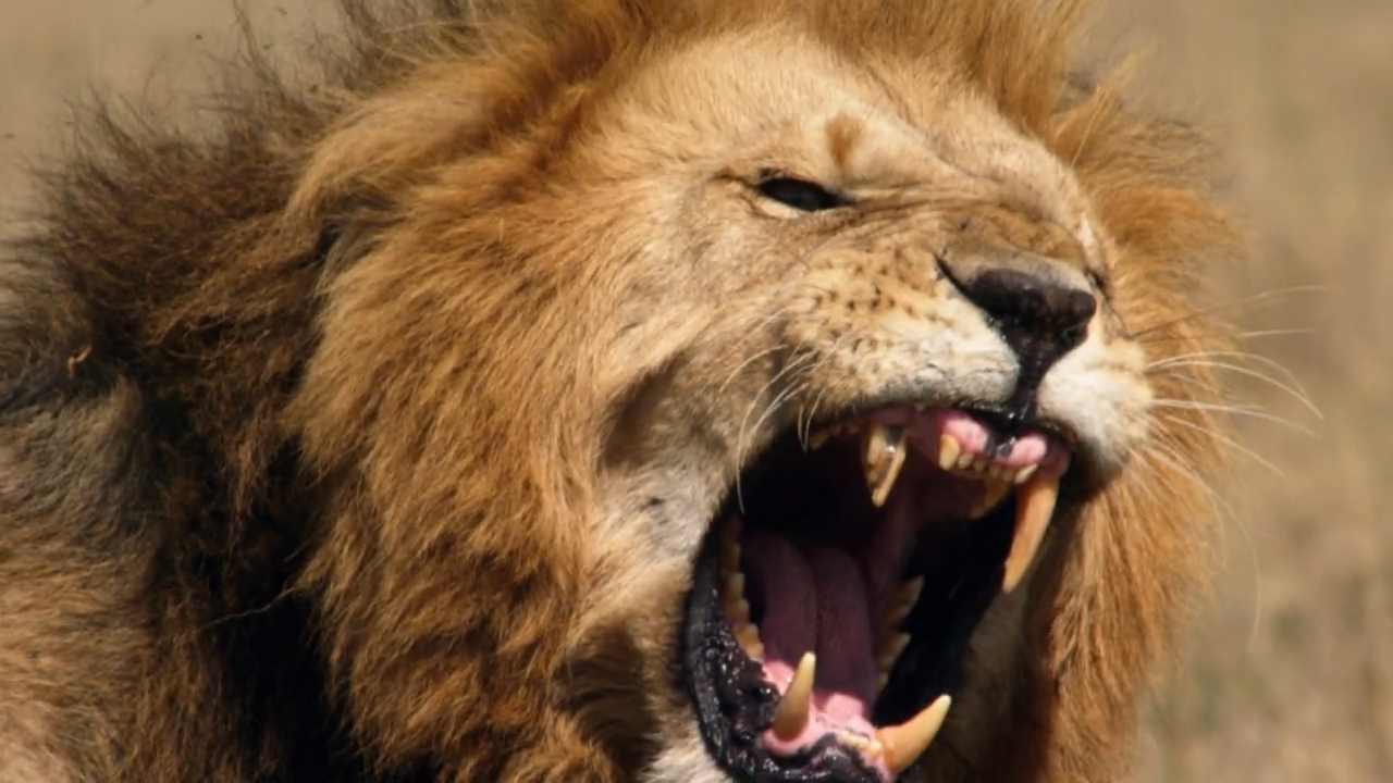 TIERWELT Live | Wo finde ich die neusten Naturdokus?