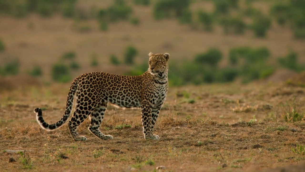 TIERWELT Live | Savanne: Ein Morgen mit Leoparden