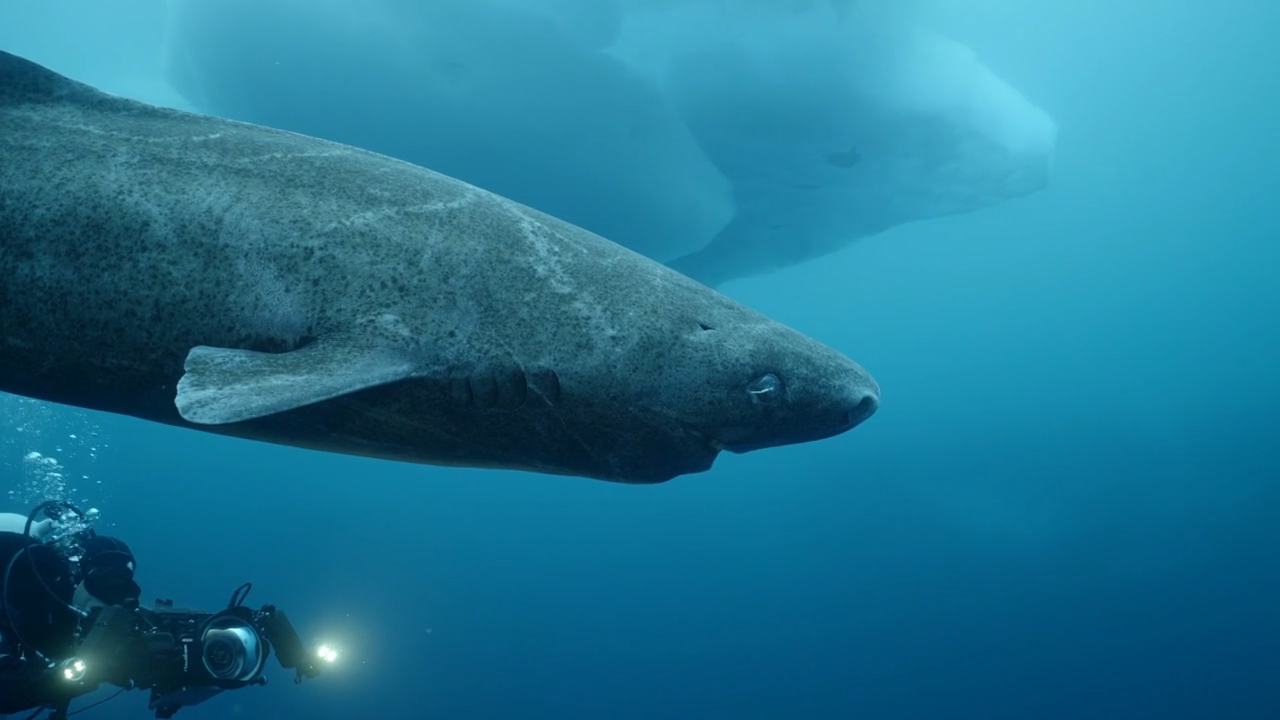 TIERWELT Live | Geister der Arktis: Eishaie