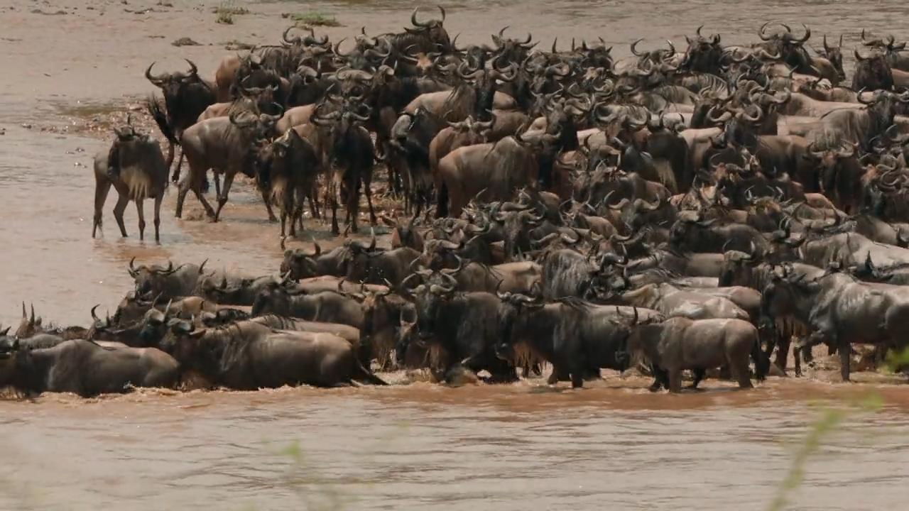 TIERWELT Live | Flussüberquerung der Gnus: Den Krokodilen ausgeliefert?