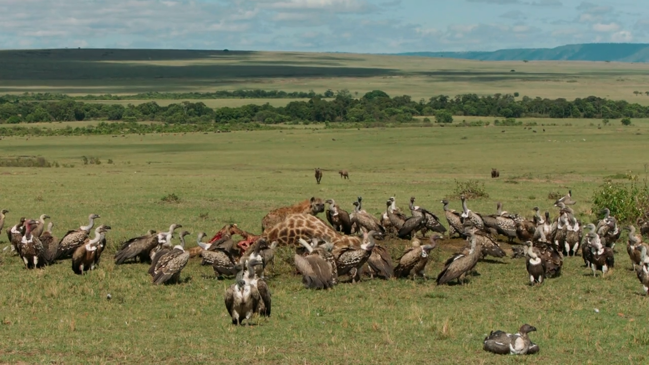 TIERWELT Live | Am Riss: Hyänen und viele Geier