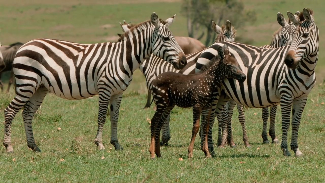 TIERWELT Live | Serengeti ungewöhnlich: Geflecktes Zebra