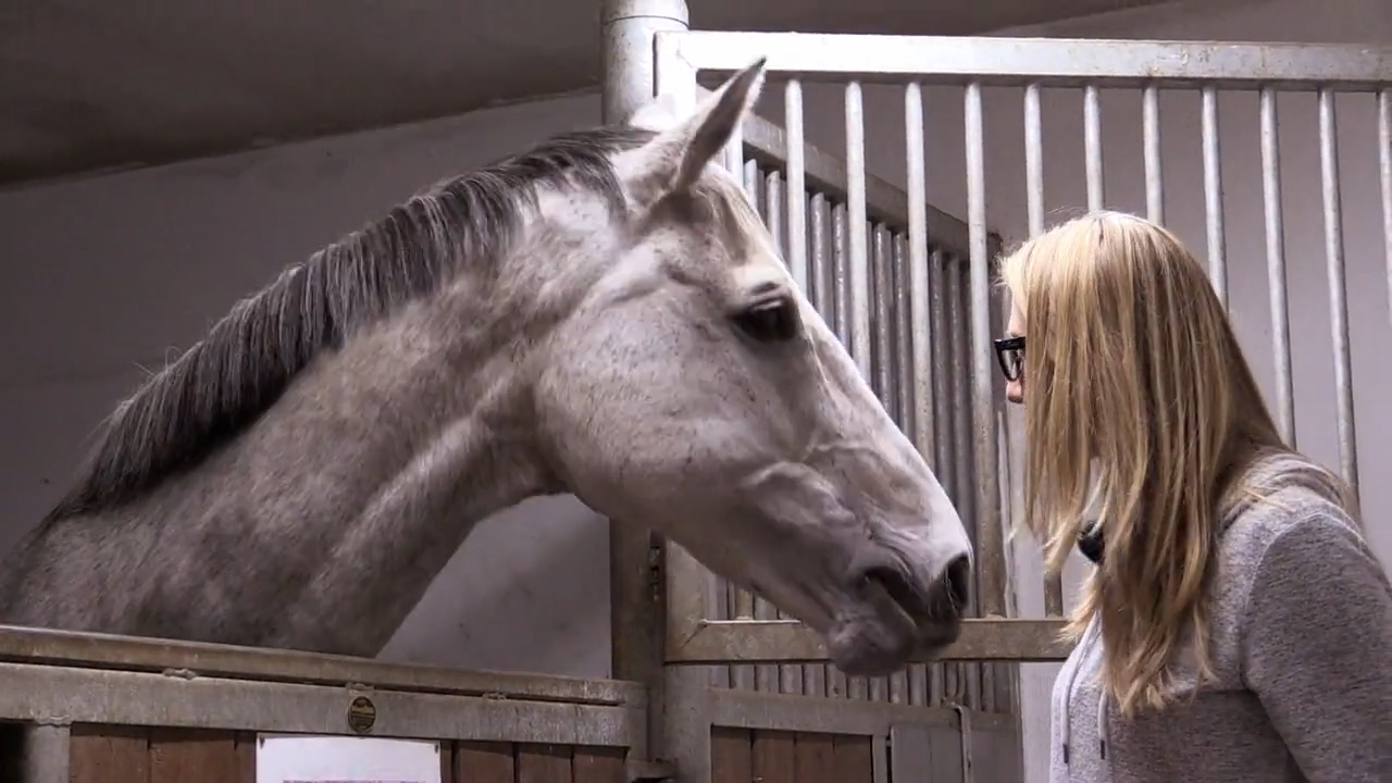 TIERWELT Live | Pferde! Folge 09