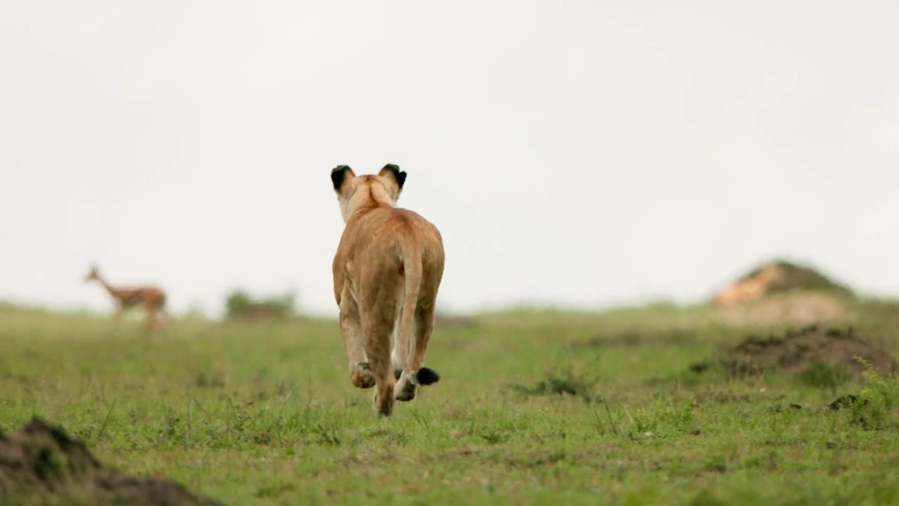 TIERWELT Live | Wildes Leben: in der offenen Savanne